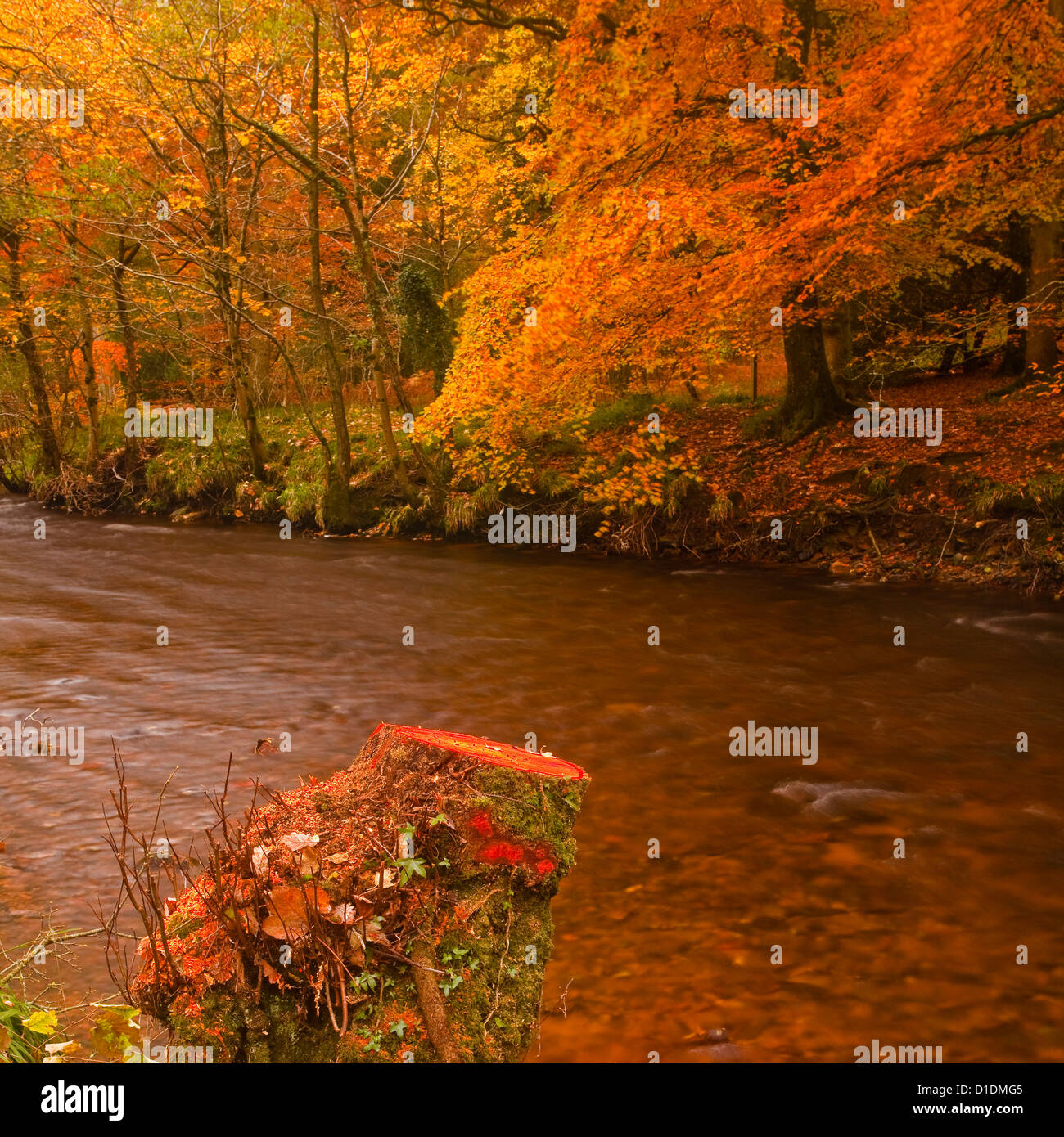 Fingle bridge, autumn hi-res stock photography and images - Alamy