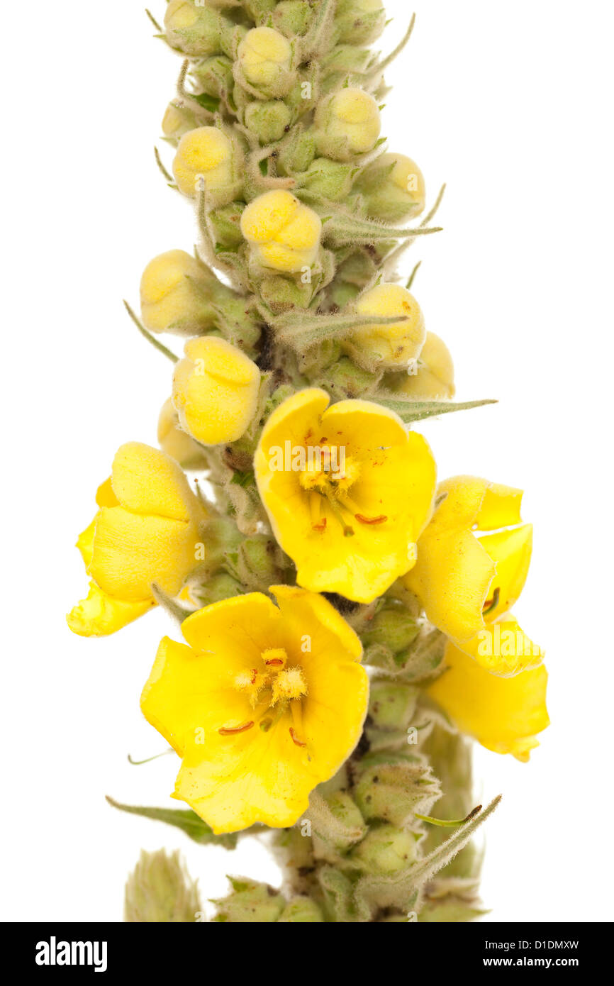 top mullein with yellow flowers on white background Stock Photo - Alamy