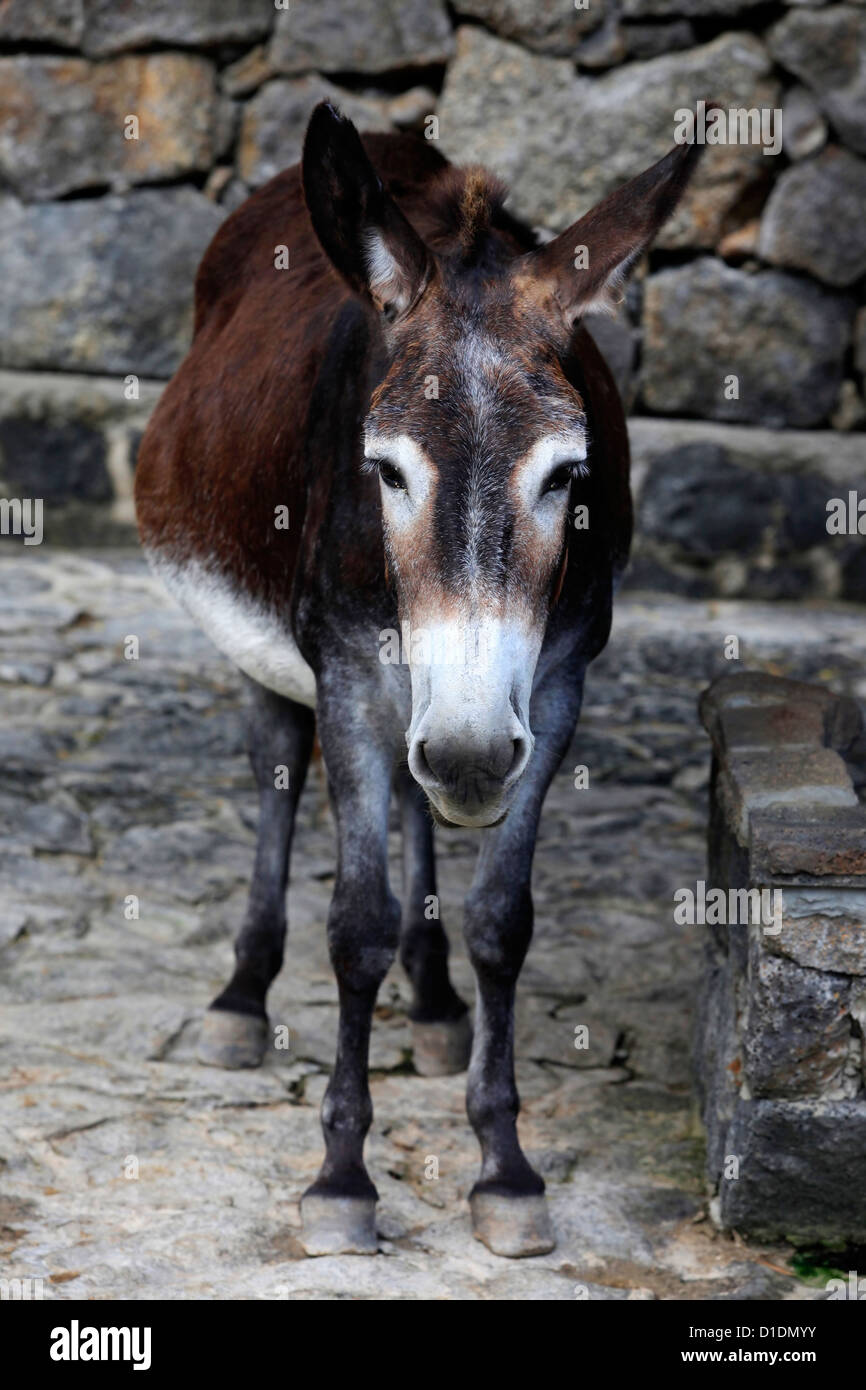 Sad donkey on a background of stones Stock Photo - Alamy