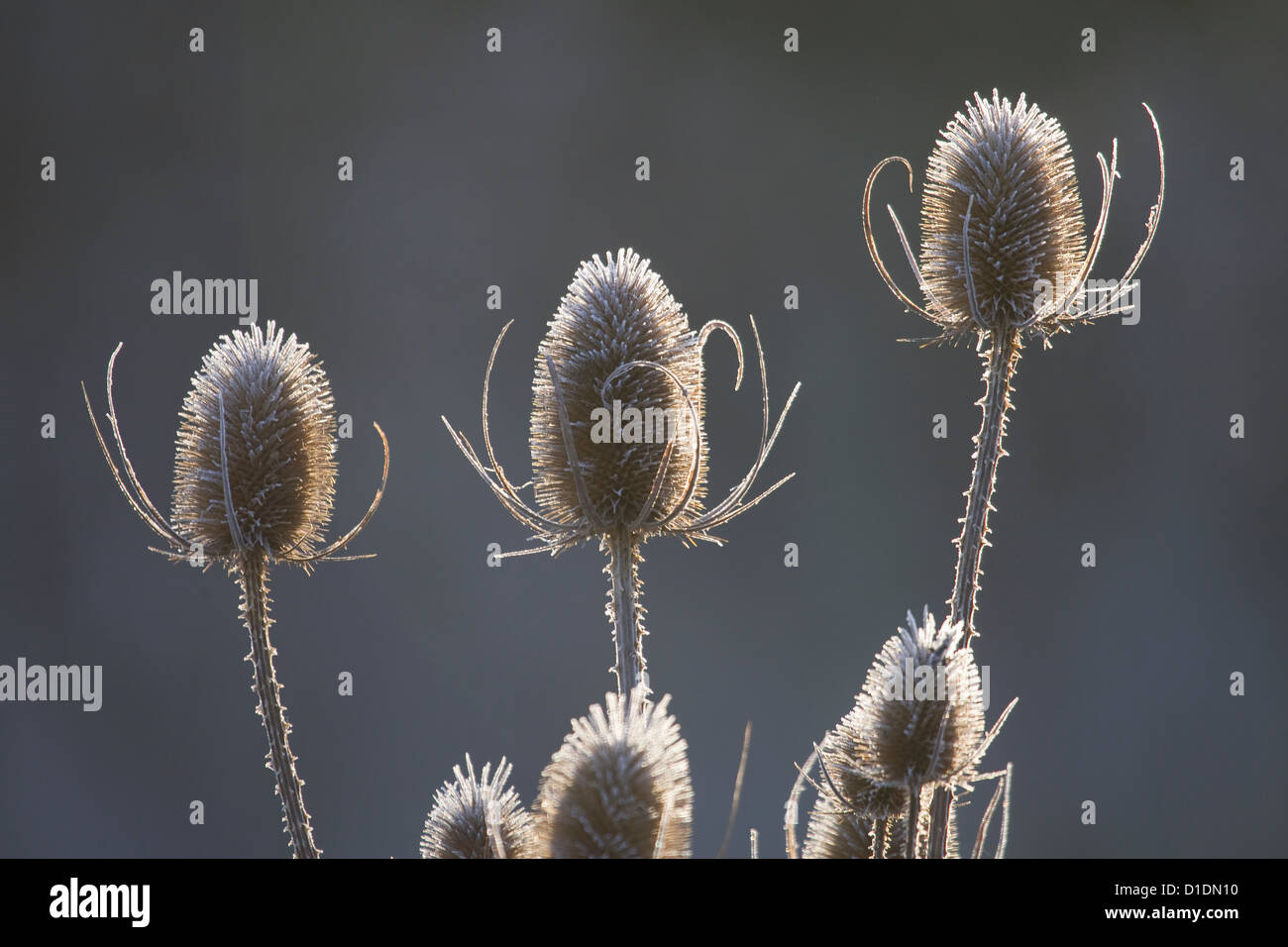 Teasel plants hi-res stock photography and images - Alamy