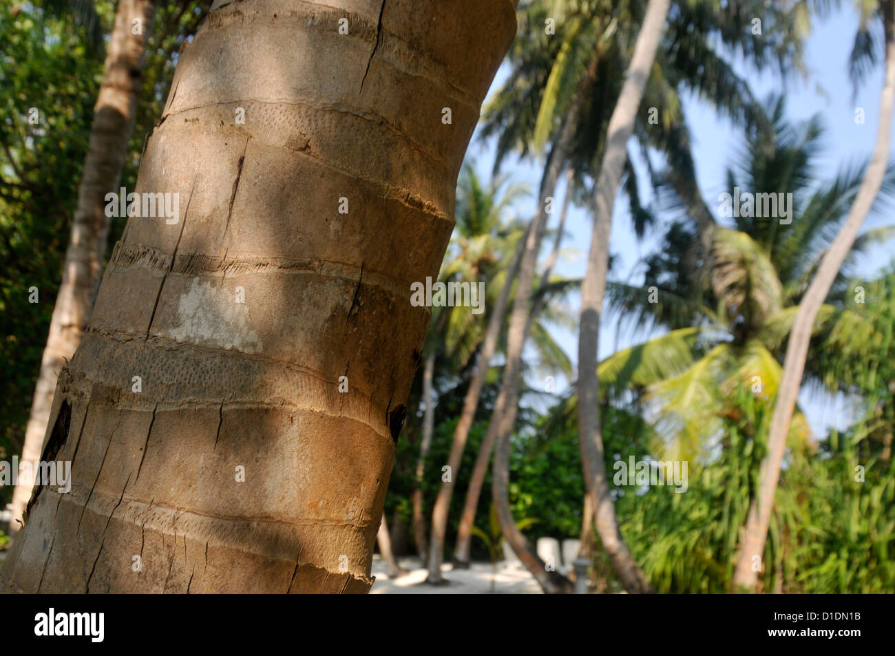 Coconut tree trunk hi-res stock photography and images - Alamy