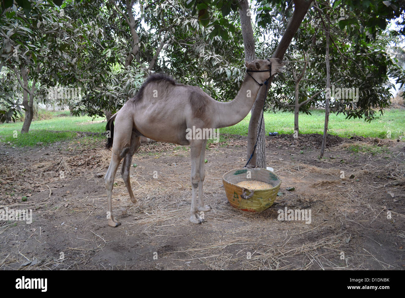 An Egyptian camel which has been reared for slaughter during the Eid el ...