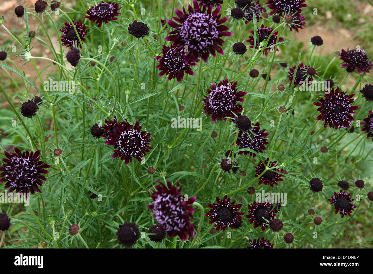 Scabiosa Chile black Stock Photo - Alamy