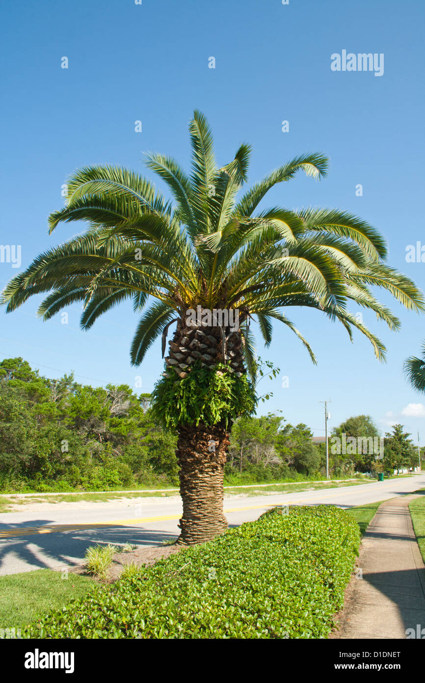 Cabbage Palm,Destin Florida USA Stock Photo - Alamy