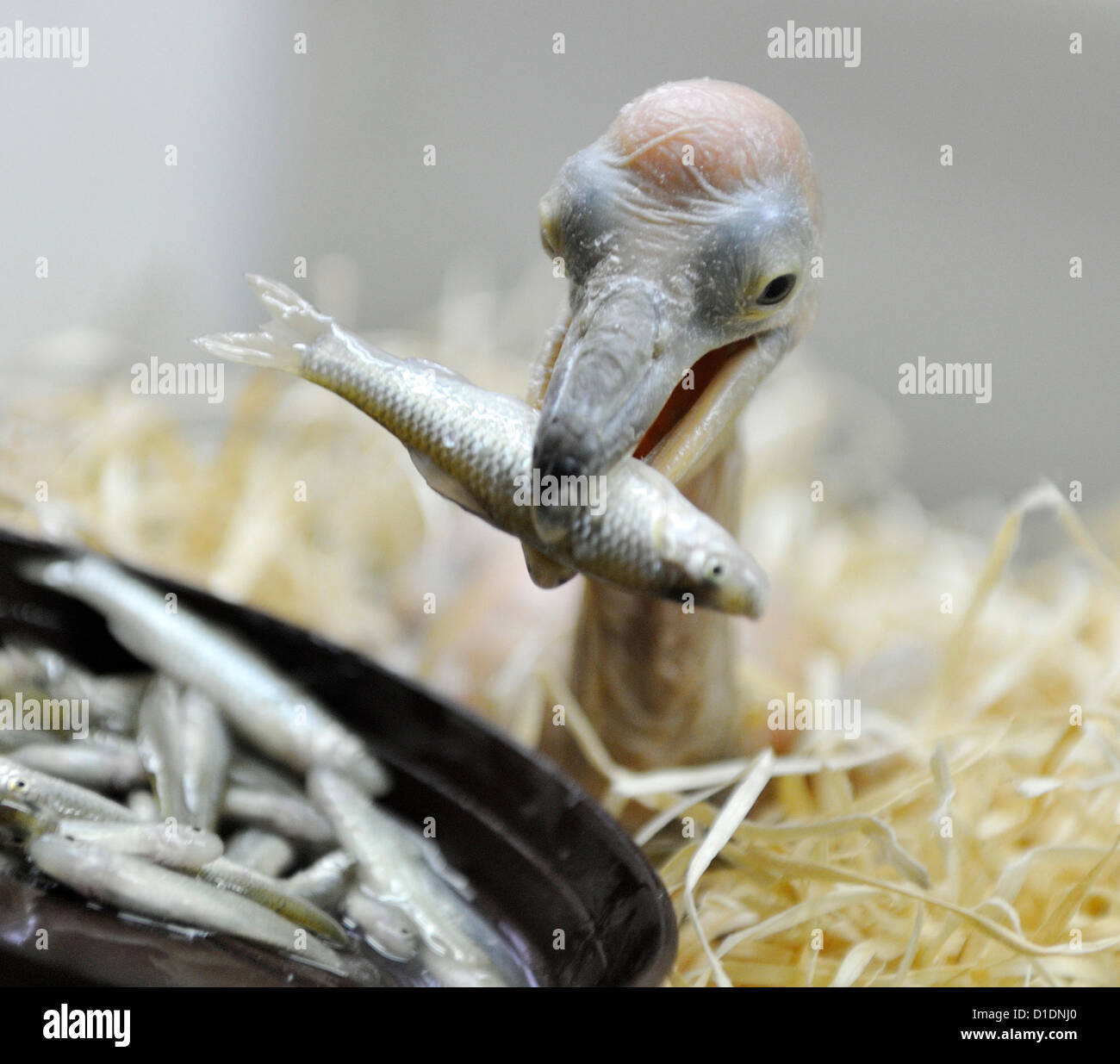 Newborn baby pelicans are seen in ZOO in Dvur Kralove nad Labem, Czech ...
