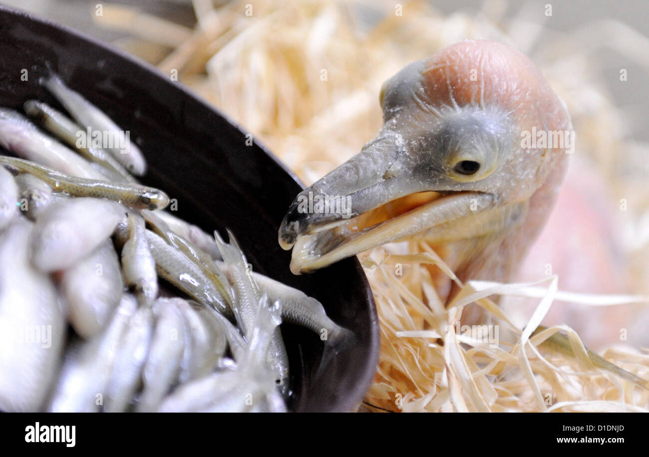 Baby pelicans hi-res stock photography and images - Alamy