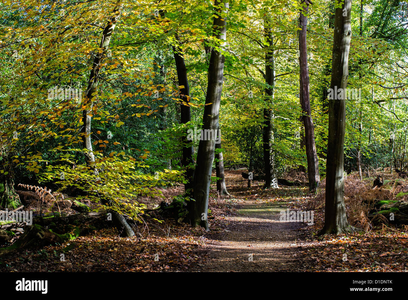 Blashford Lakes Nature Reserve, Woodland Walk, Hampshire, England, UK ...