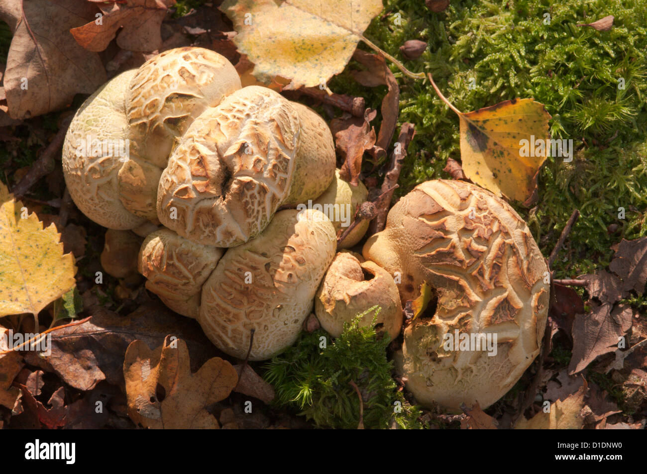 Common earth ball fungus scleroderma hi-res stock photography and ...
