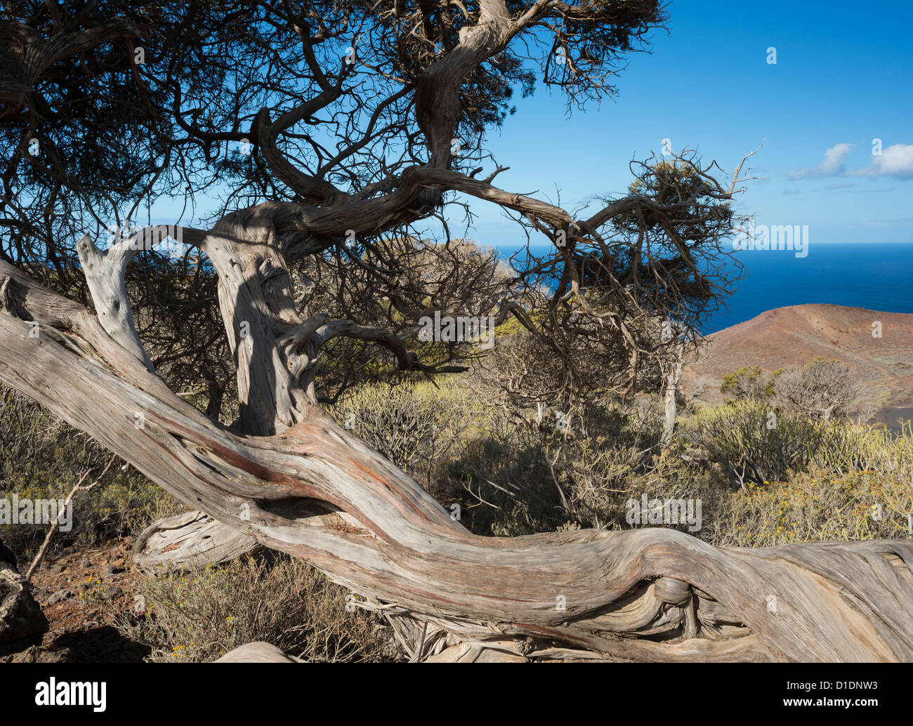Ancient gnarled juniper tree (Juniperus canariensis) at La Dehesa, on ...