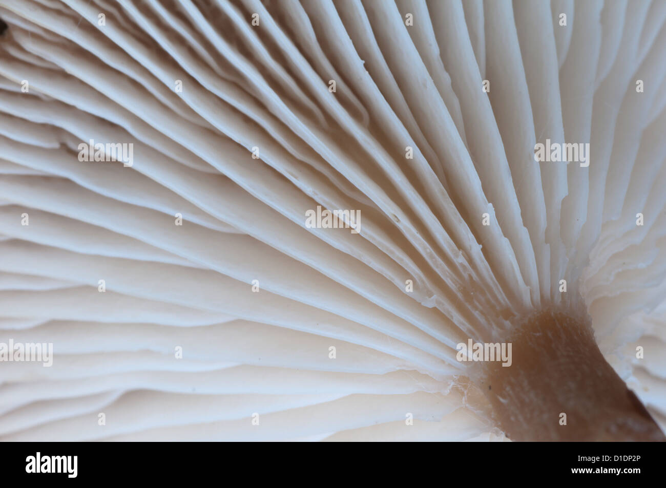 Abstract of toadstool gills hi-res stock photography and images - Alamy
