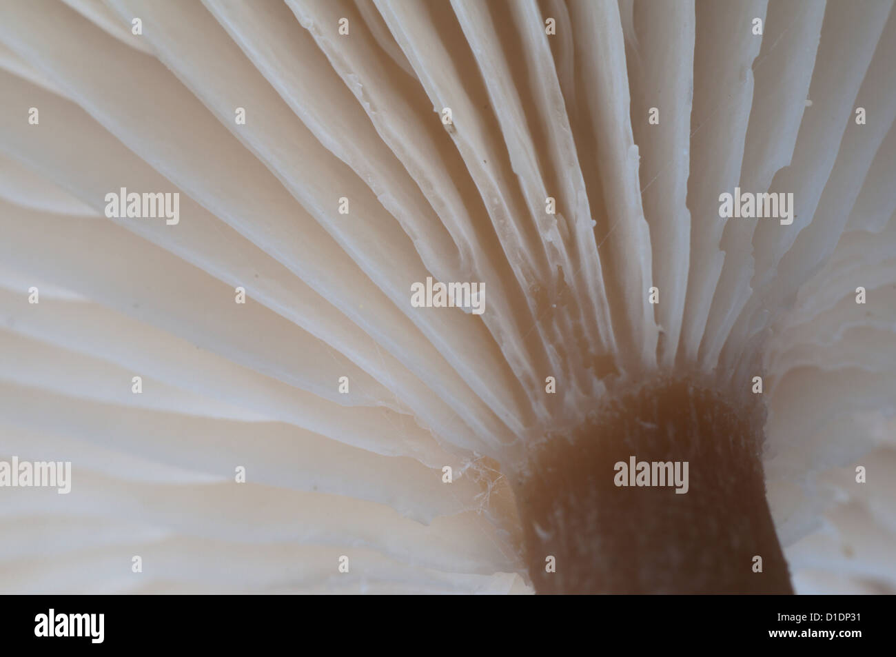 Abstract of toadstool gills hi-res stock photography and images - Alamy