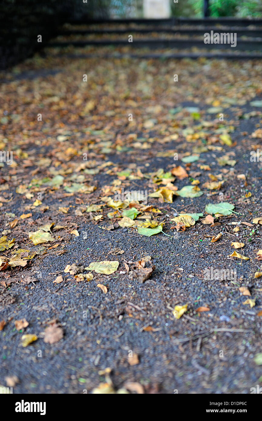 Pathway covered with leaves hi-res stock photography and images - Alamy