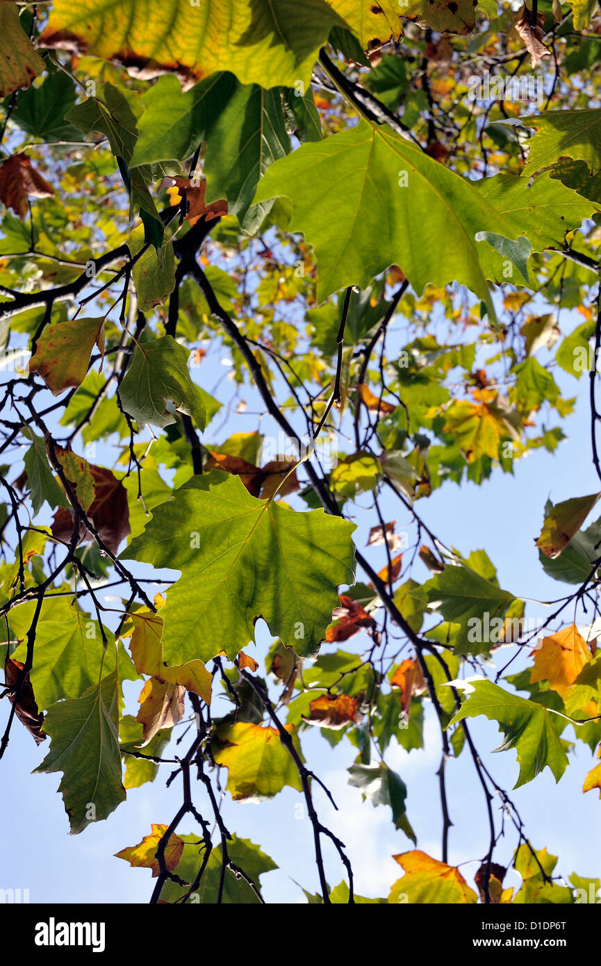 Light coming through leaves hi-res stock photography and images - Alamy