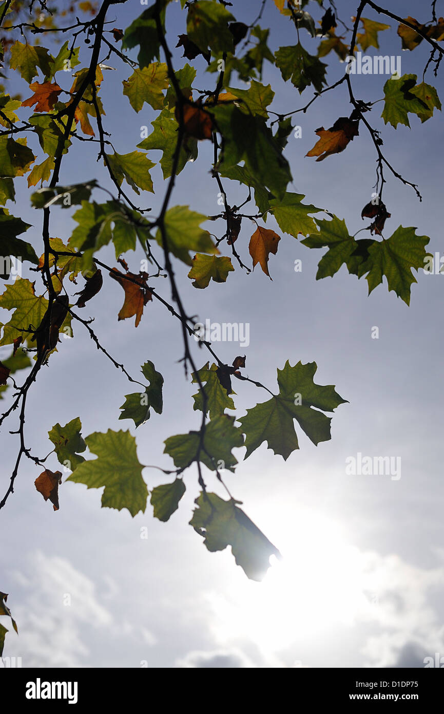 Light coming through leaves hi-res stock photography and images - Alamy