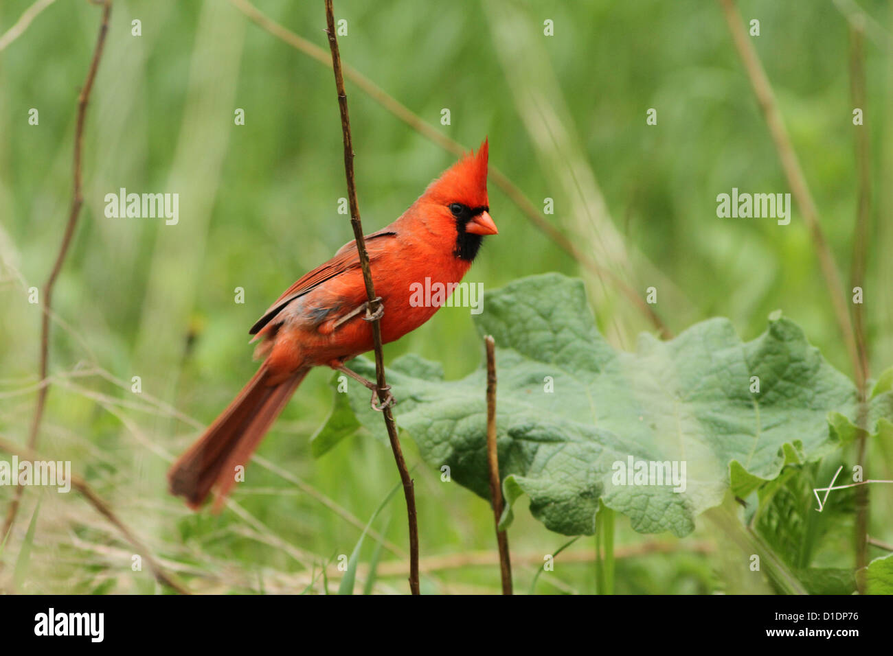Male red cardinal hi-res stock photography and images - Alamy