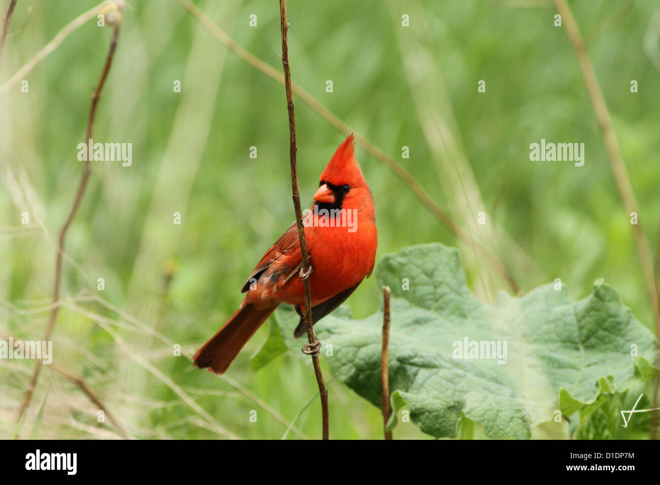 Male red cardinal in spring on a fresh green background Stock Photo - Alamy