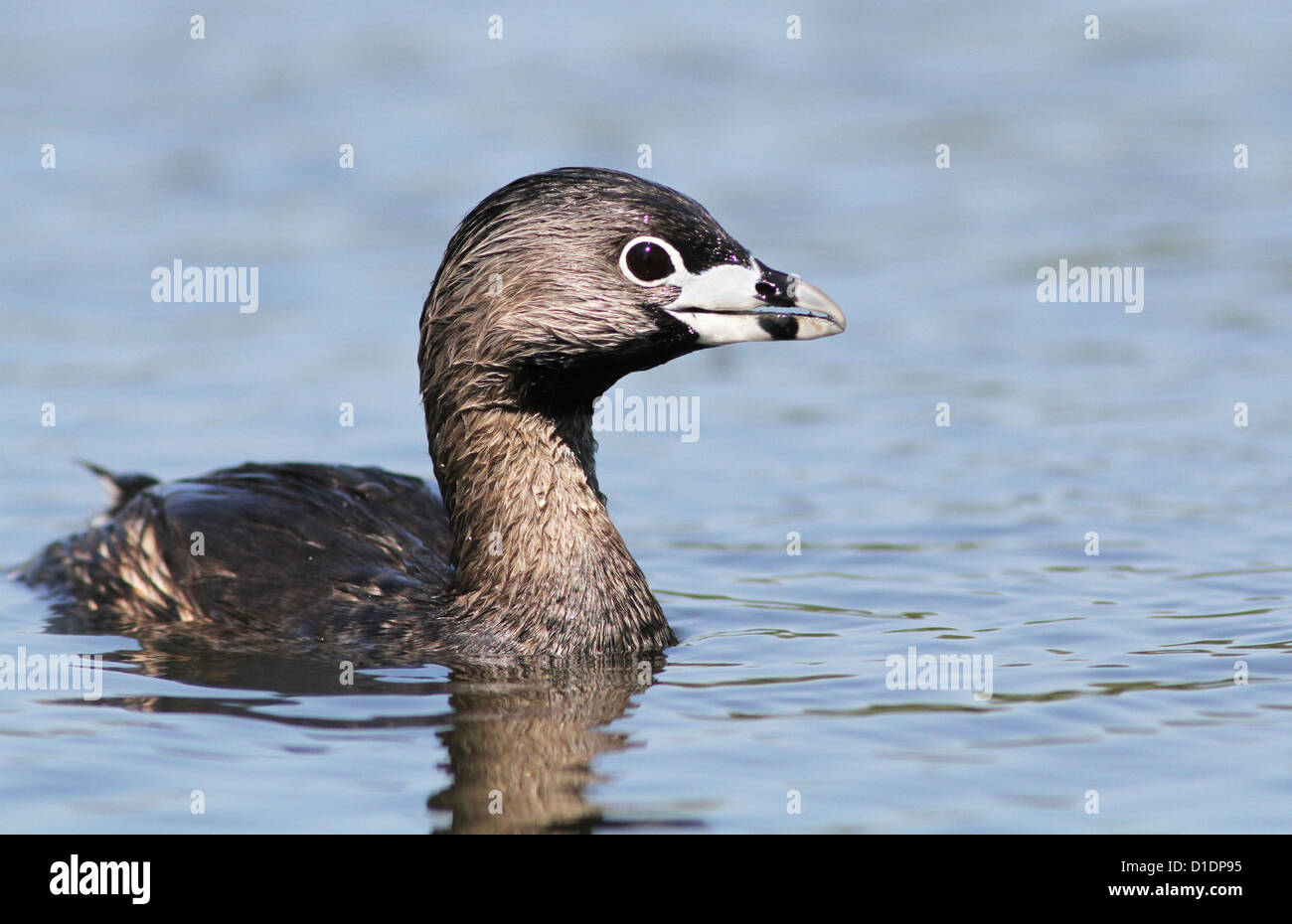 Grebe duck hi-res stock photography and images - Alamy