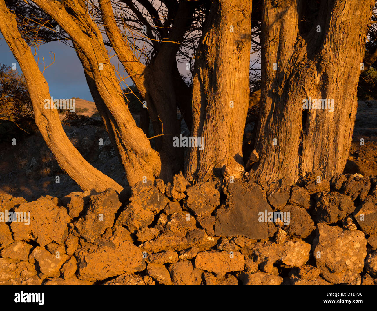 Juniper Trees Stock Photos & Juniper Trees Stock Images - Alamy