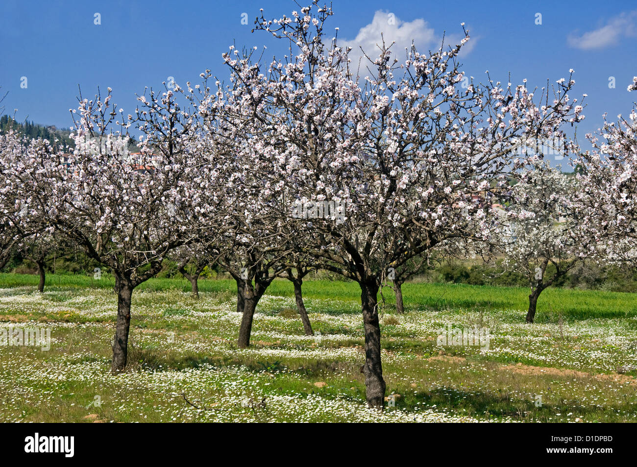 Almond orchard hi-res stock photography and images - Alamy