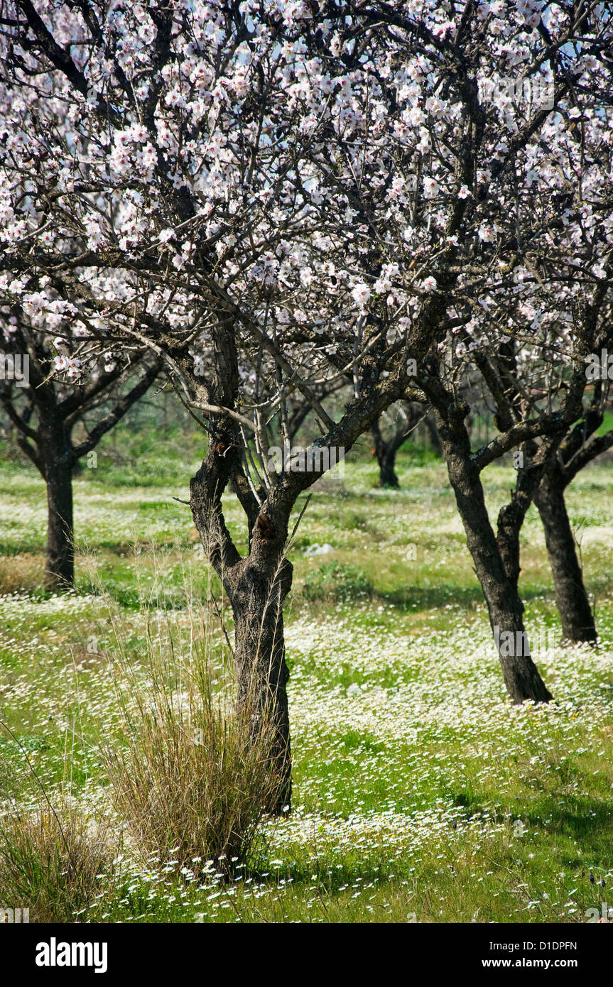Almond Orchard In Bloom High Resolution Stock Photography and Images ...