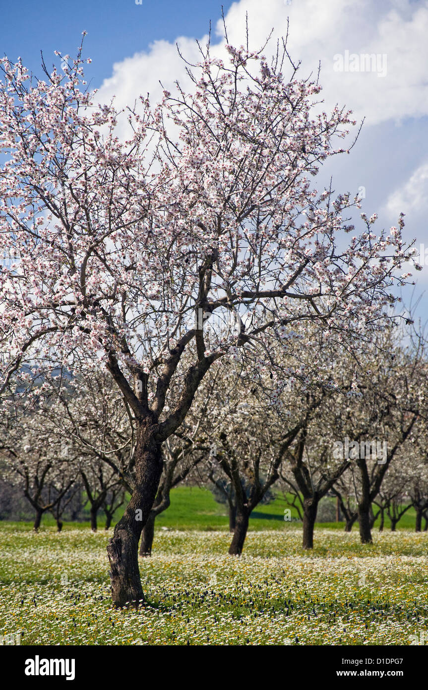 Almond orchard hi-res stock photography and images - Alamy