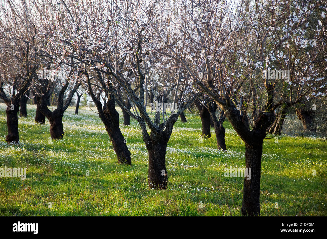 Almond orchard in bloom (Pelion, Thessaly, Greece Stock Photo - Alamy