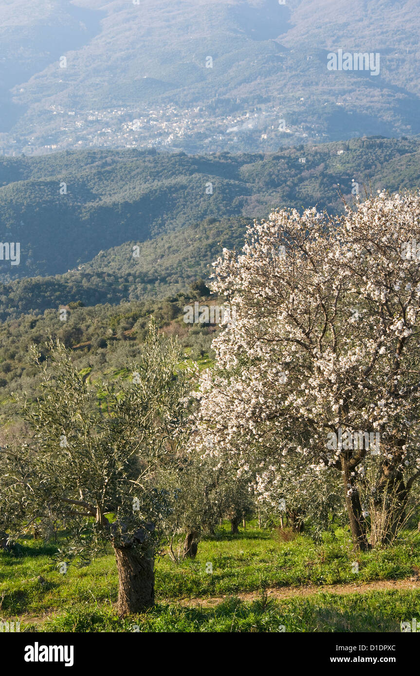 Greek spring landscape with blossoming almond tree (Pelion Peninsula ...