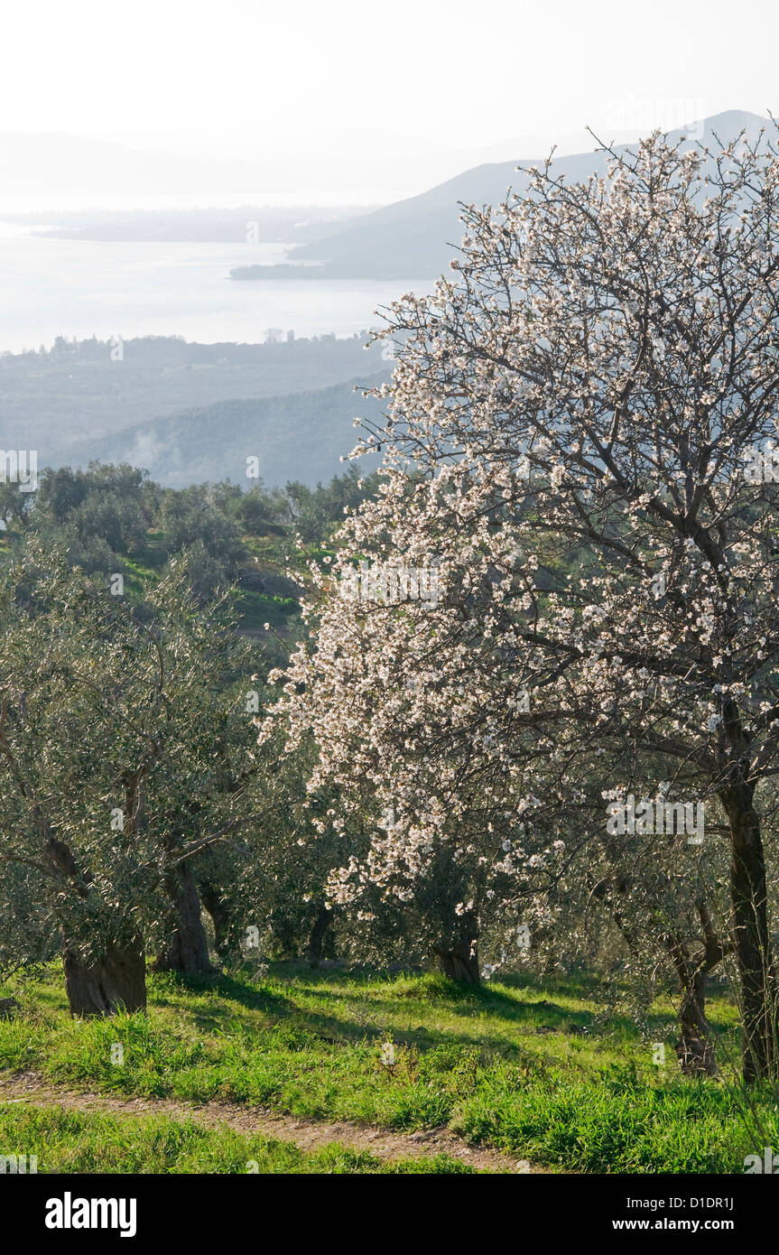 Greek spring landscape with blossoming almond tree (Pelion Peninsula ...