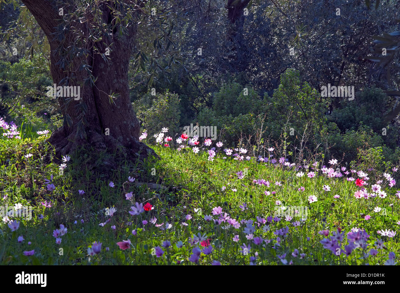 Greek wild flowers olive tree hi-res stock photography and images - Alamy