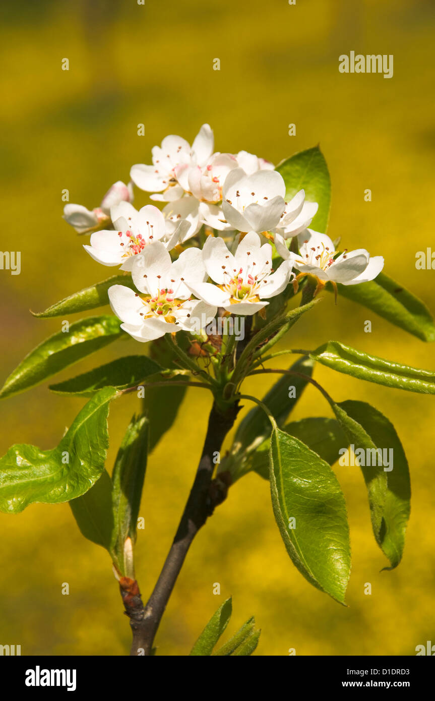 Pear tree pyrus communis hi-res stock photography and images - Alamy