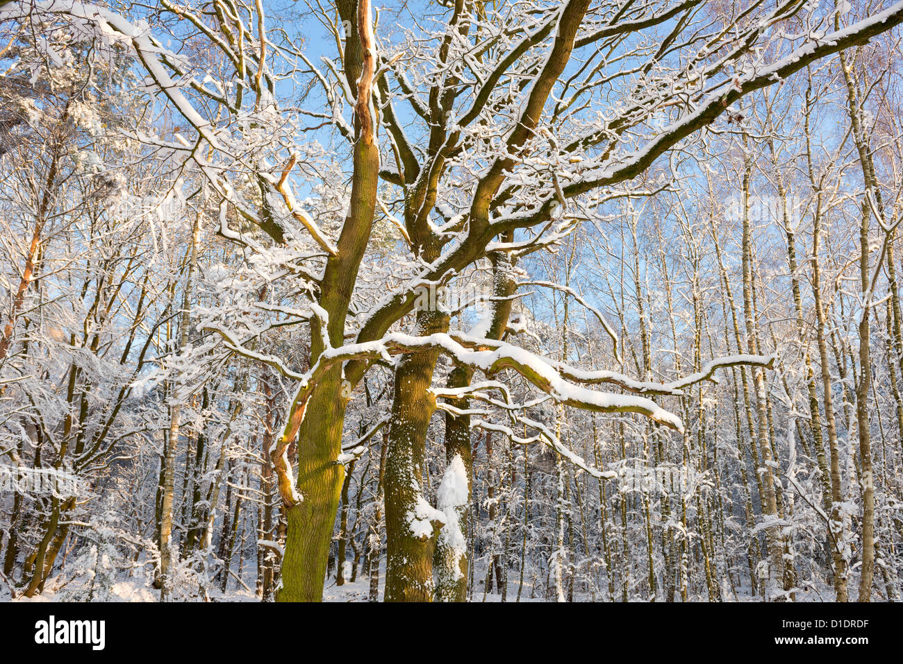 English oak tree in winter hi-res stock photography and images - Alamy