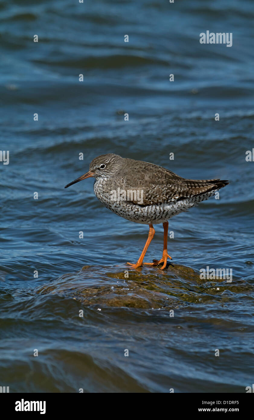 Redshank portrait on rock in water Stock Photo - Alamy