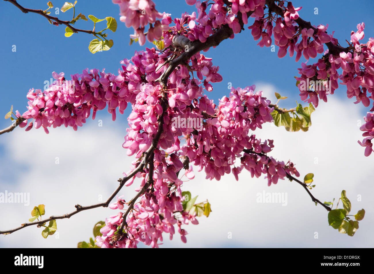 Judas trees hi-res stock photography and images - Alamy