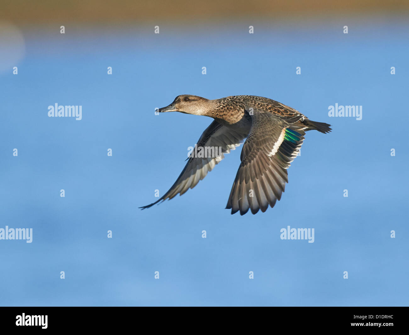 Teal in flight Stock Photo - Alamy