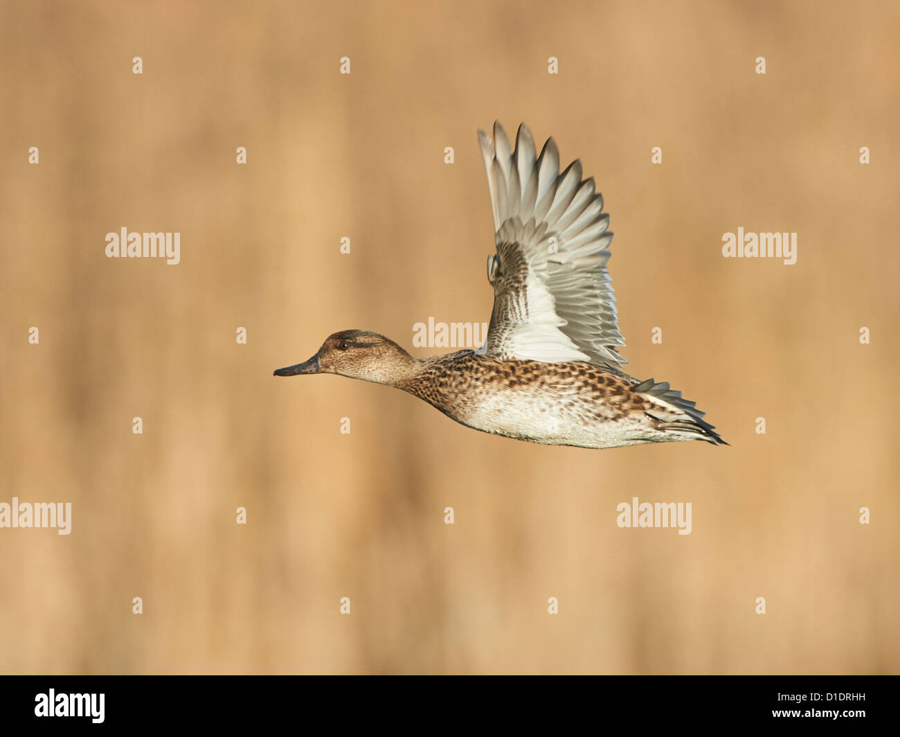 Teal in flight Stock Photo - Alamy