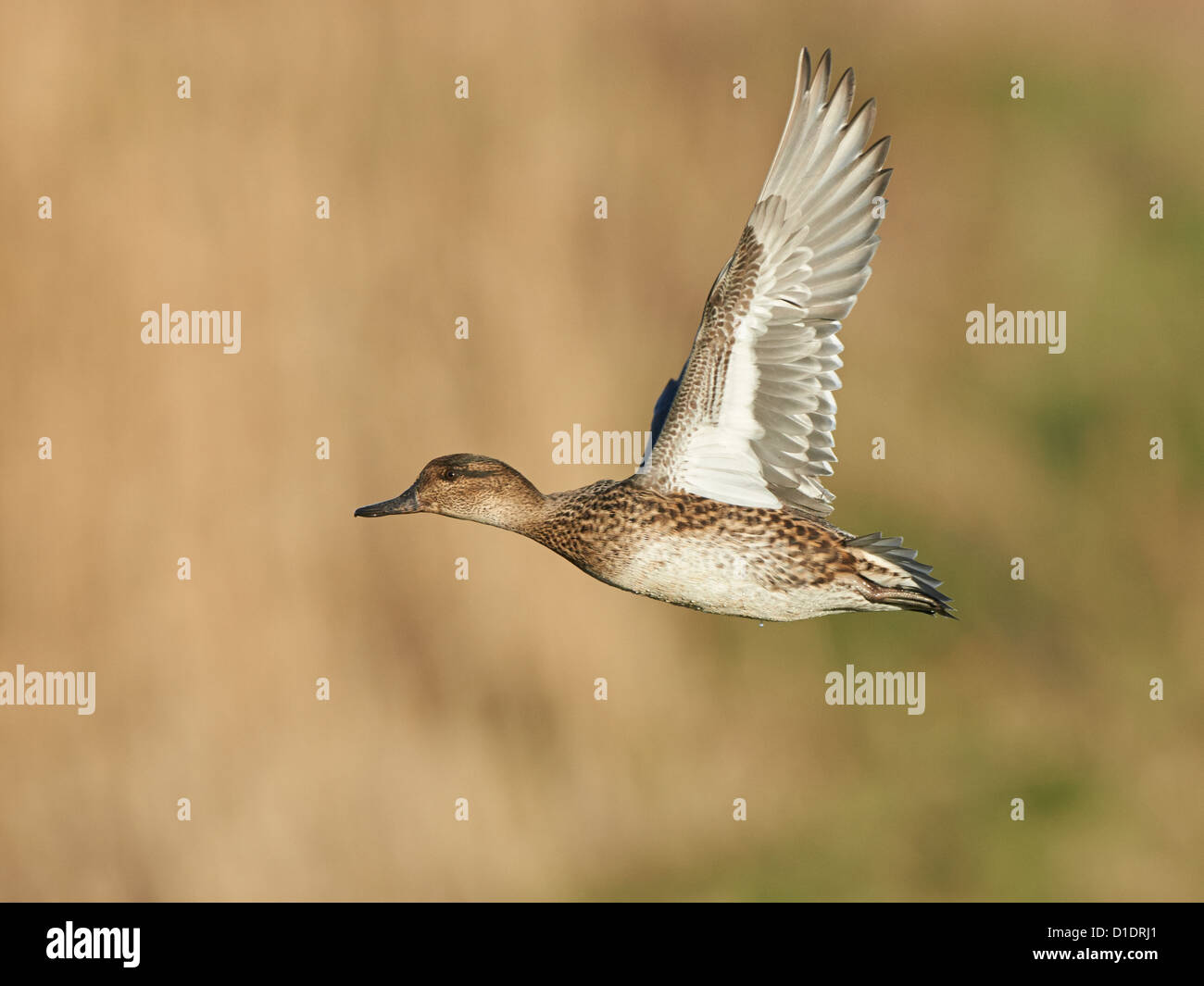 Teal in flight Stock Photo - Alamy