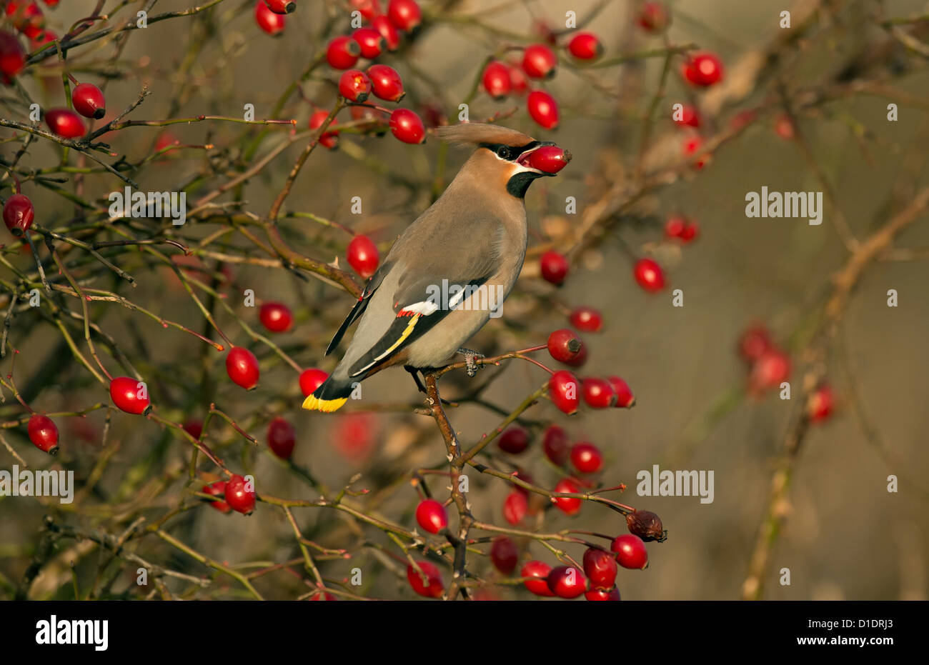 Waxwing in berry bush with berry in mouth Stock Photo - Alamy