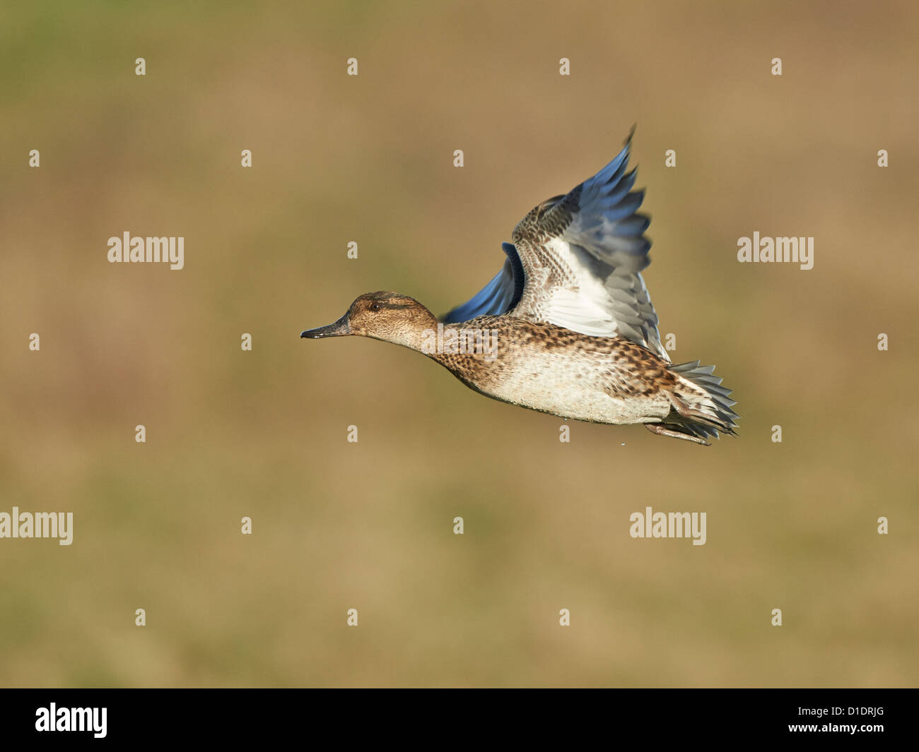 Teal Duck Flying High Resolution Stock Photography and Images - Alamy