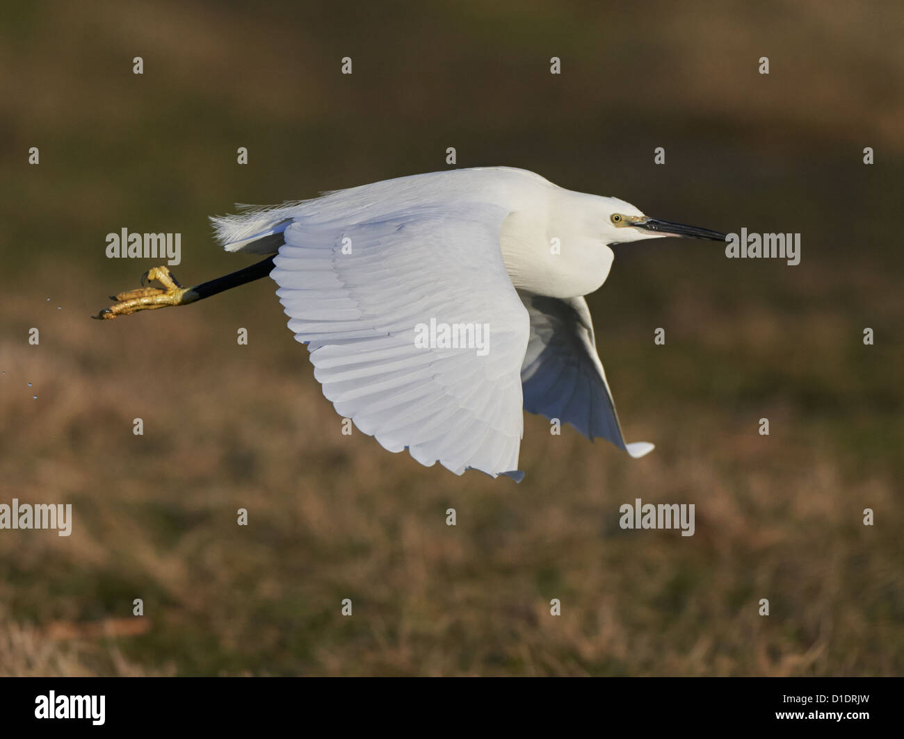 Little Egret in flight Stock Photo - Alamy
