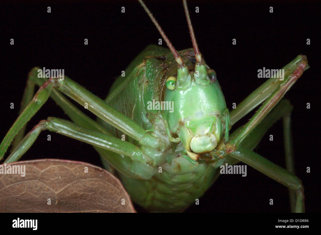 Katydid insect orthoptera hi-res stock photography and images - Alamy