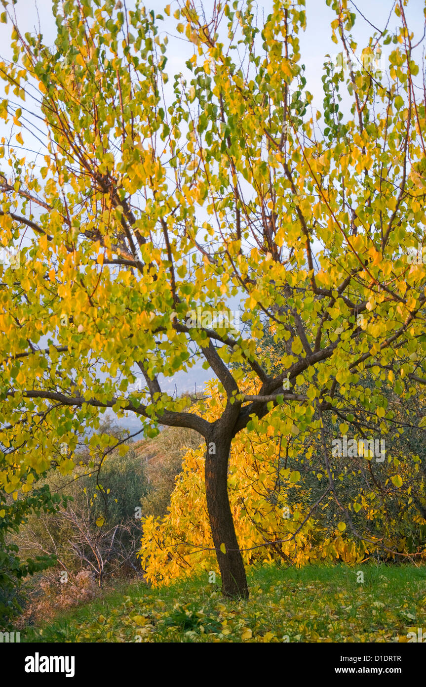 Apricot tree prunus armeniaca hi-res stock photography and images - Alamy