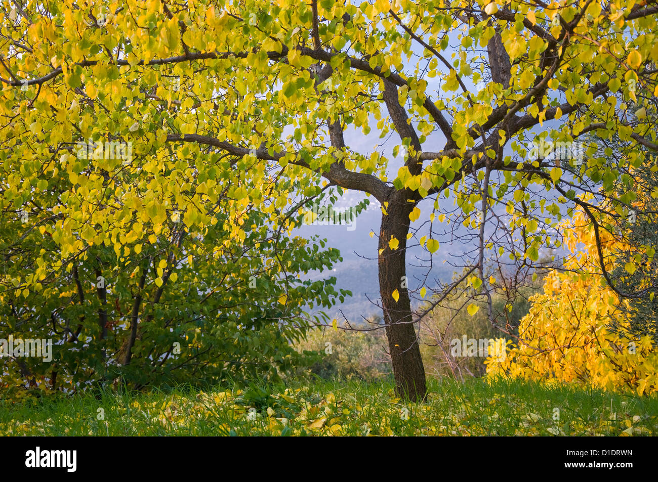 Apricot tree (Prunus armeniaca) with autumn foliage Stock Photo - Alamy