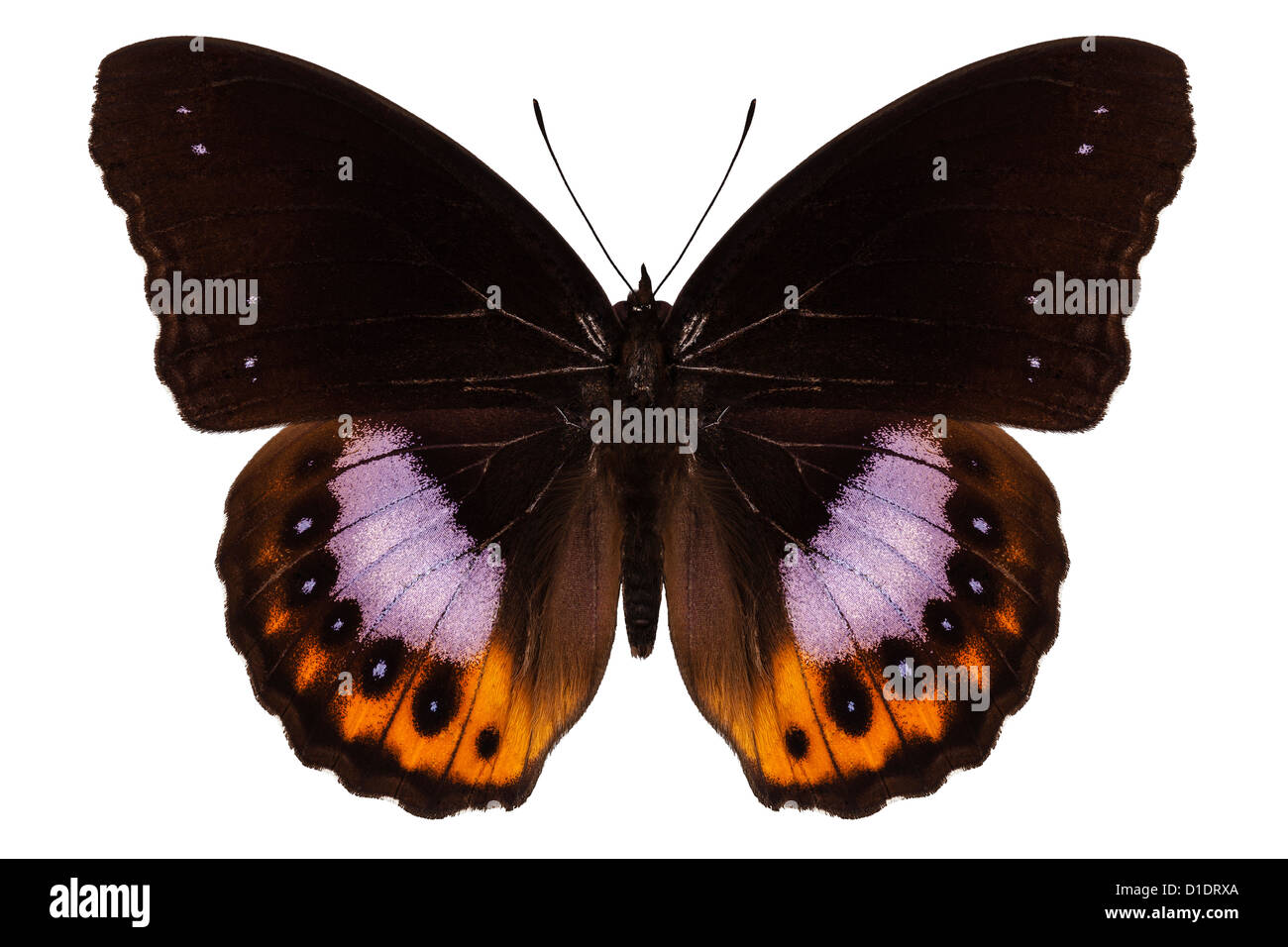 Butterfly species hypolimnas pandarus Stock Photo - Alamy