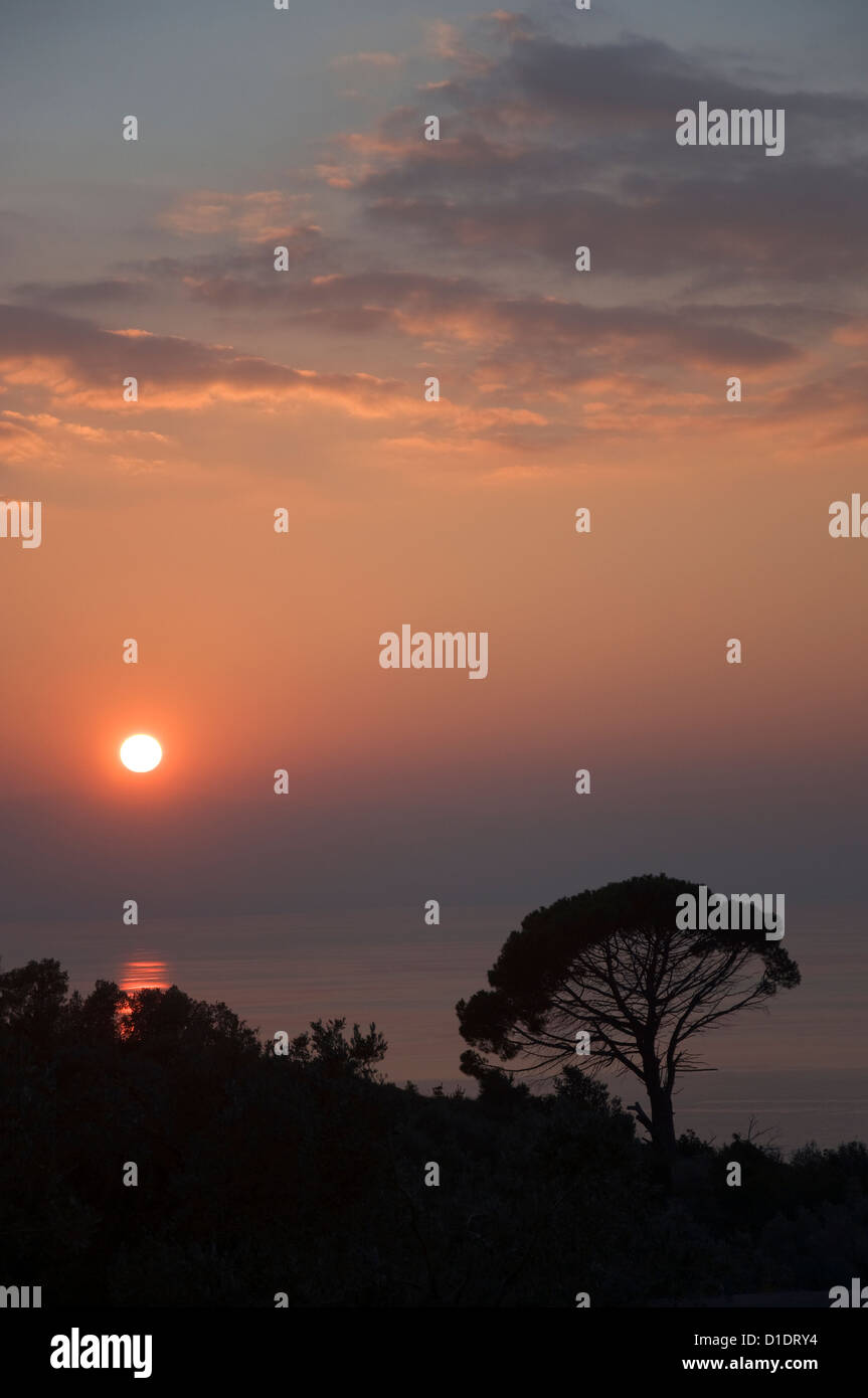 Aleppo pine pinus halepensis hi-res stock photography and images - Alamy