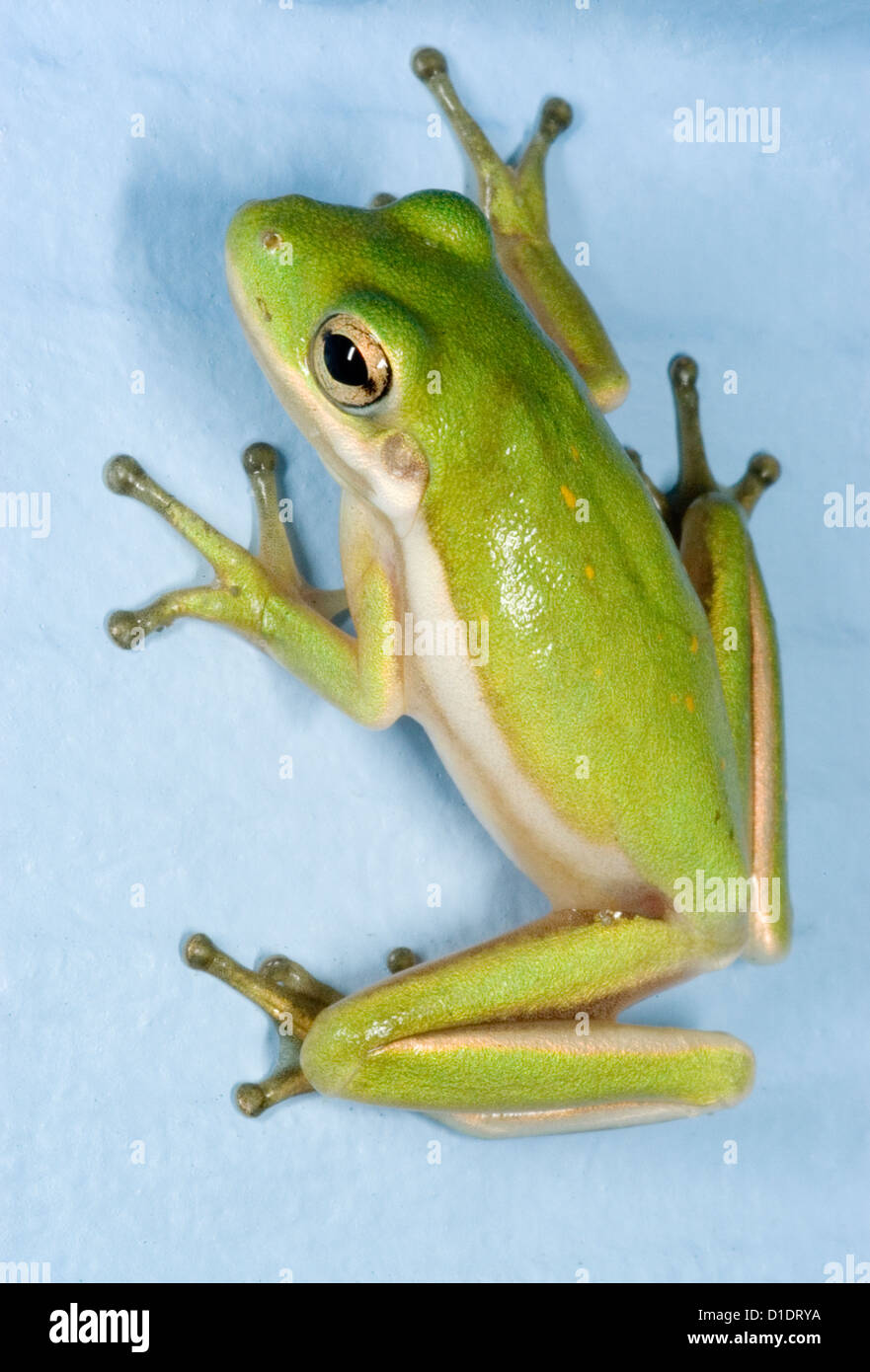 Green treefrog, Hyla cinerea Stock Photo - Alamy
