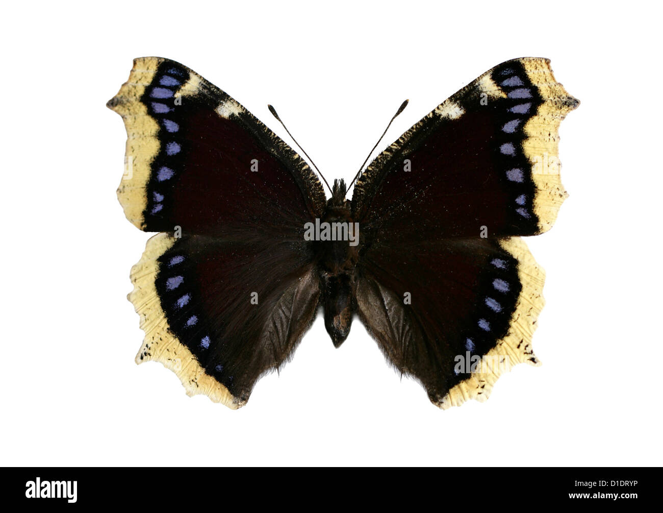 Camberwell Beauty, Nymphalis antiopa, Nymphalidae, Lepidoptera. Aka the ...