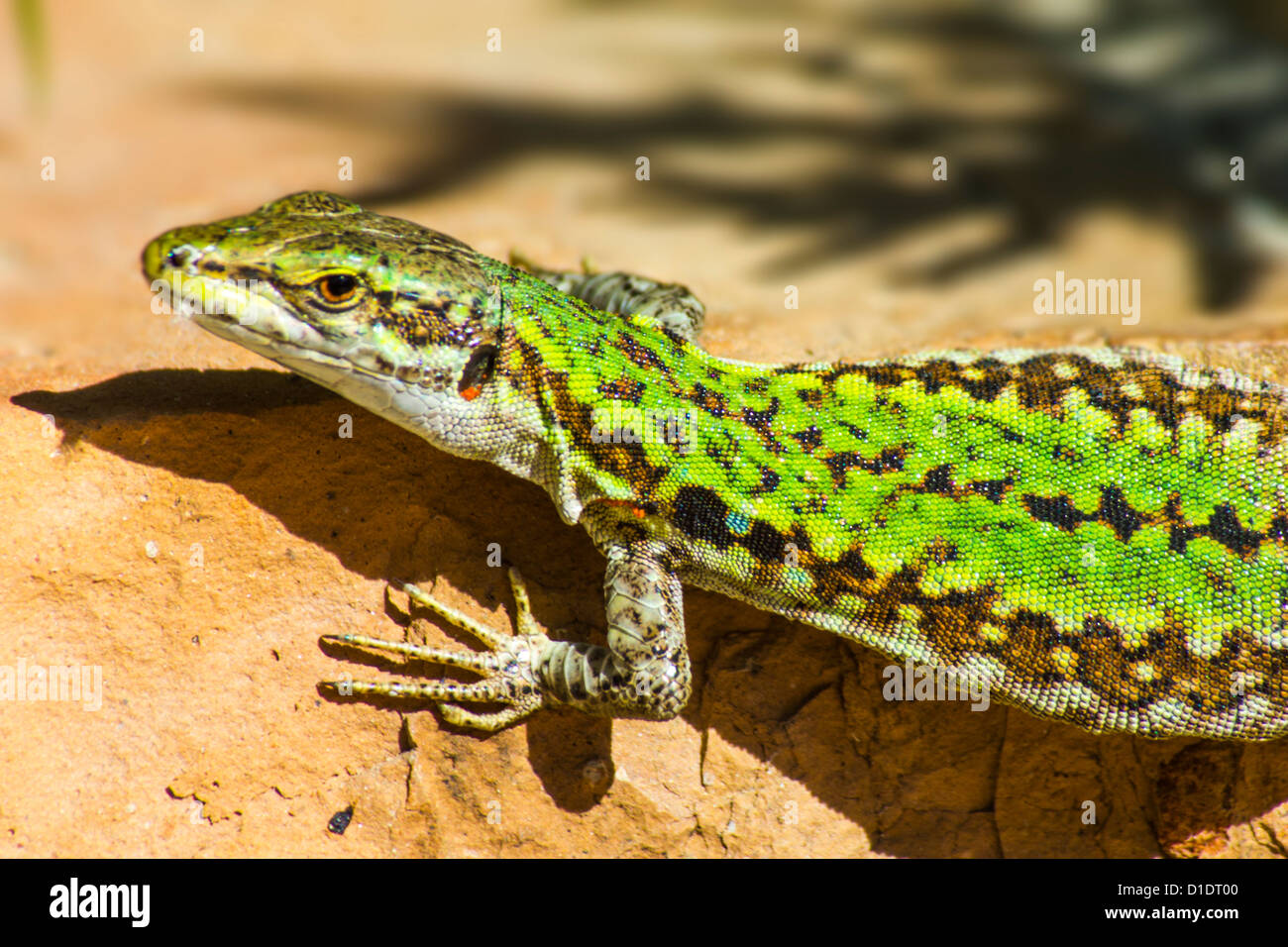 Sicilian wall lizard hi-res stock photography and images - Alamy