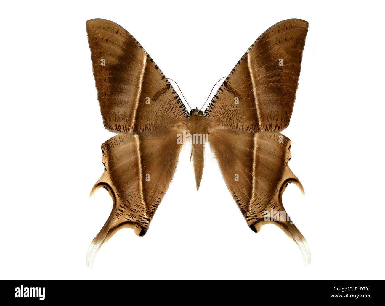 Lyssa moth Cut Out Stock Images & Pictures - Alamy