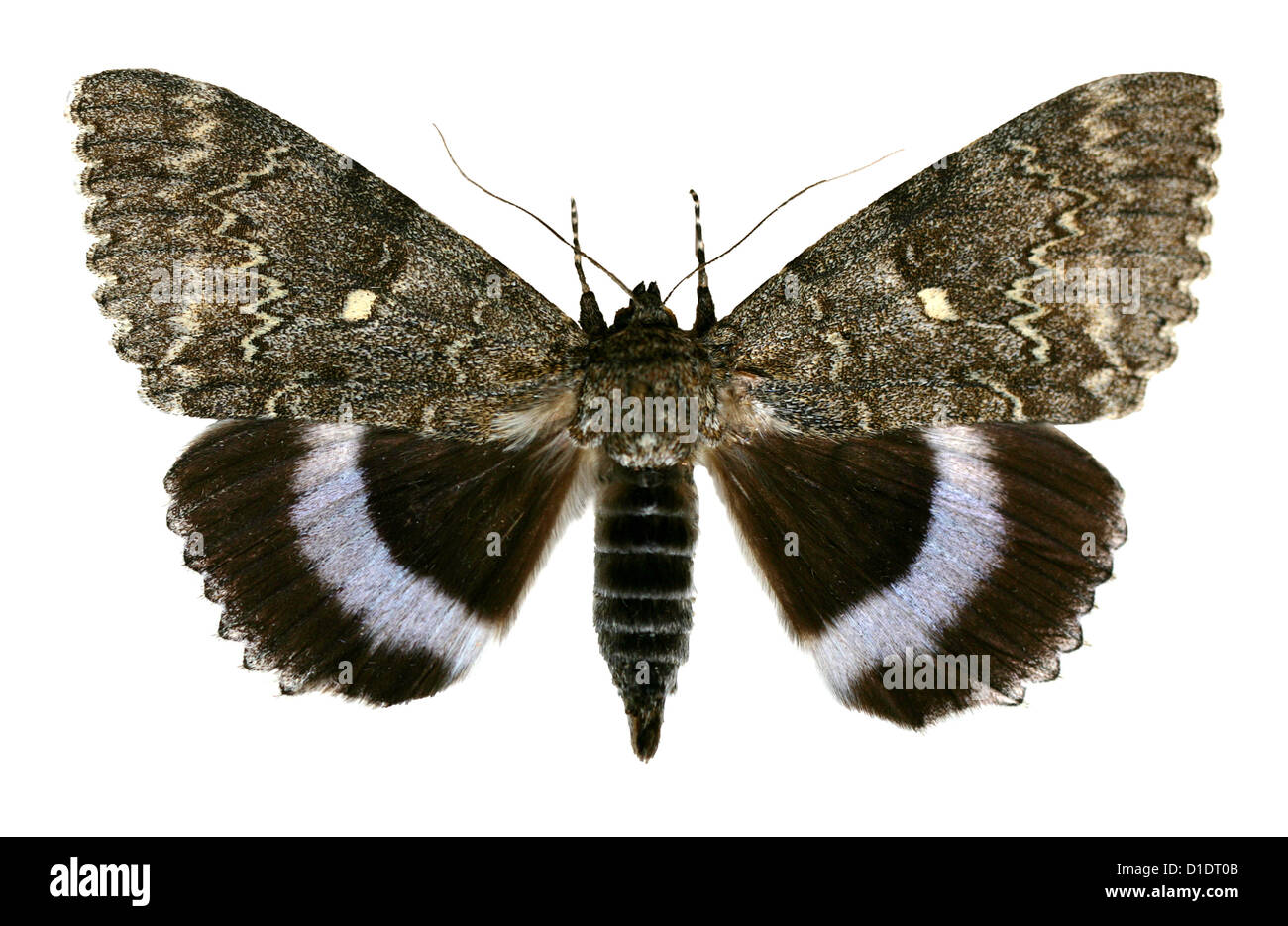 Blue underwing moth hi-res stock photography and images - Alamy