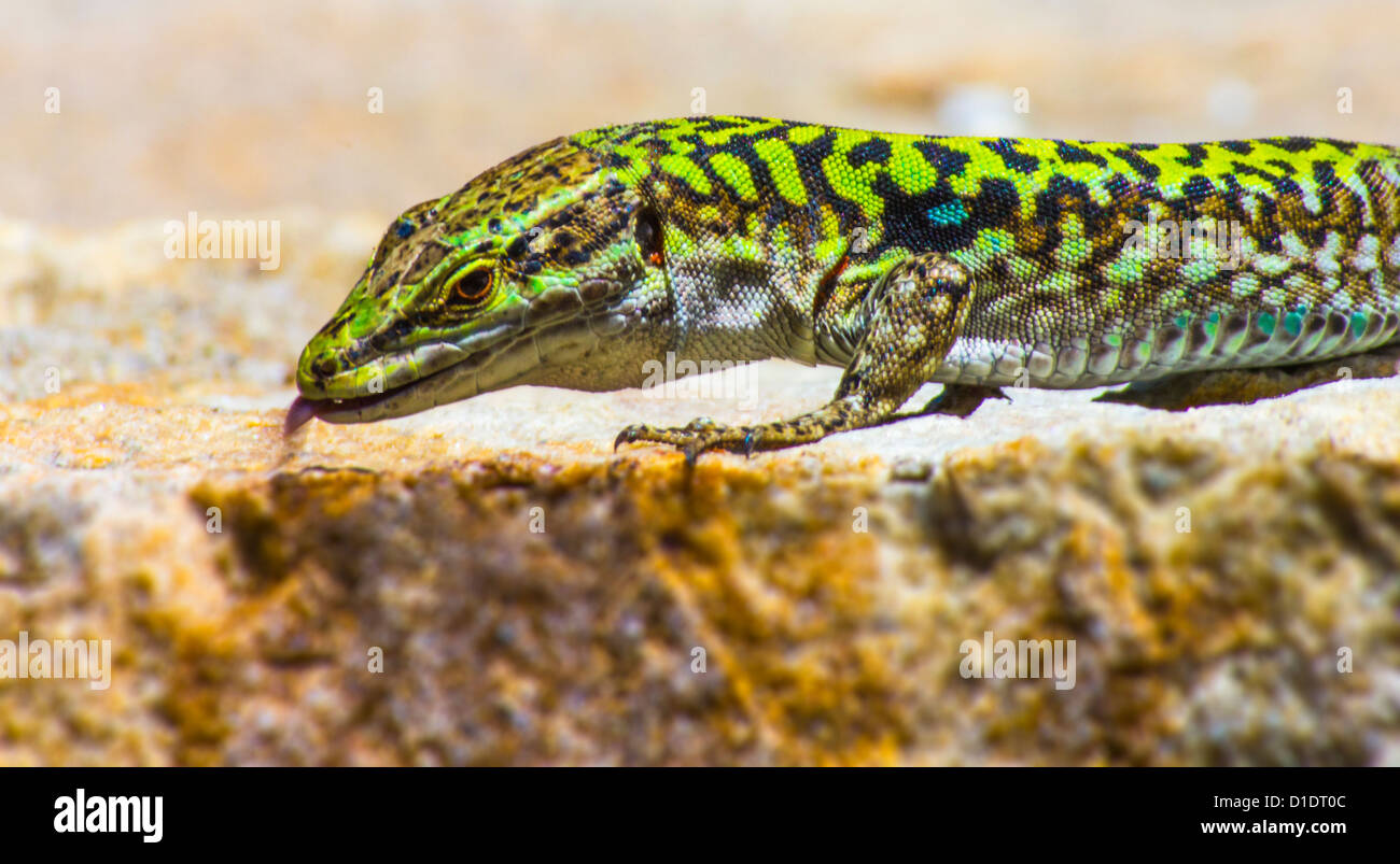 Sicilian wall lizard hi-res stock photography and images - Alamy